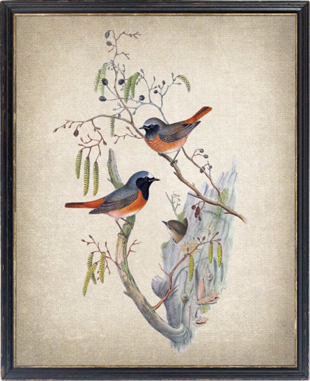 Redstart Birds Printable, Vintage Illustration, Bird and Botanical ...