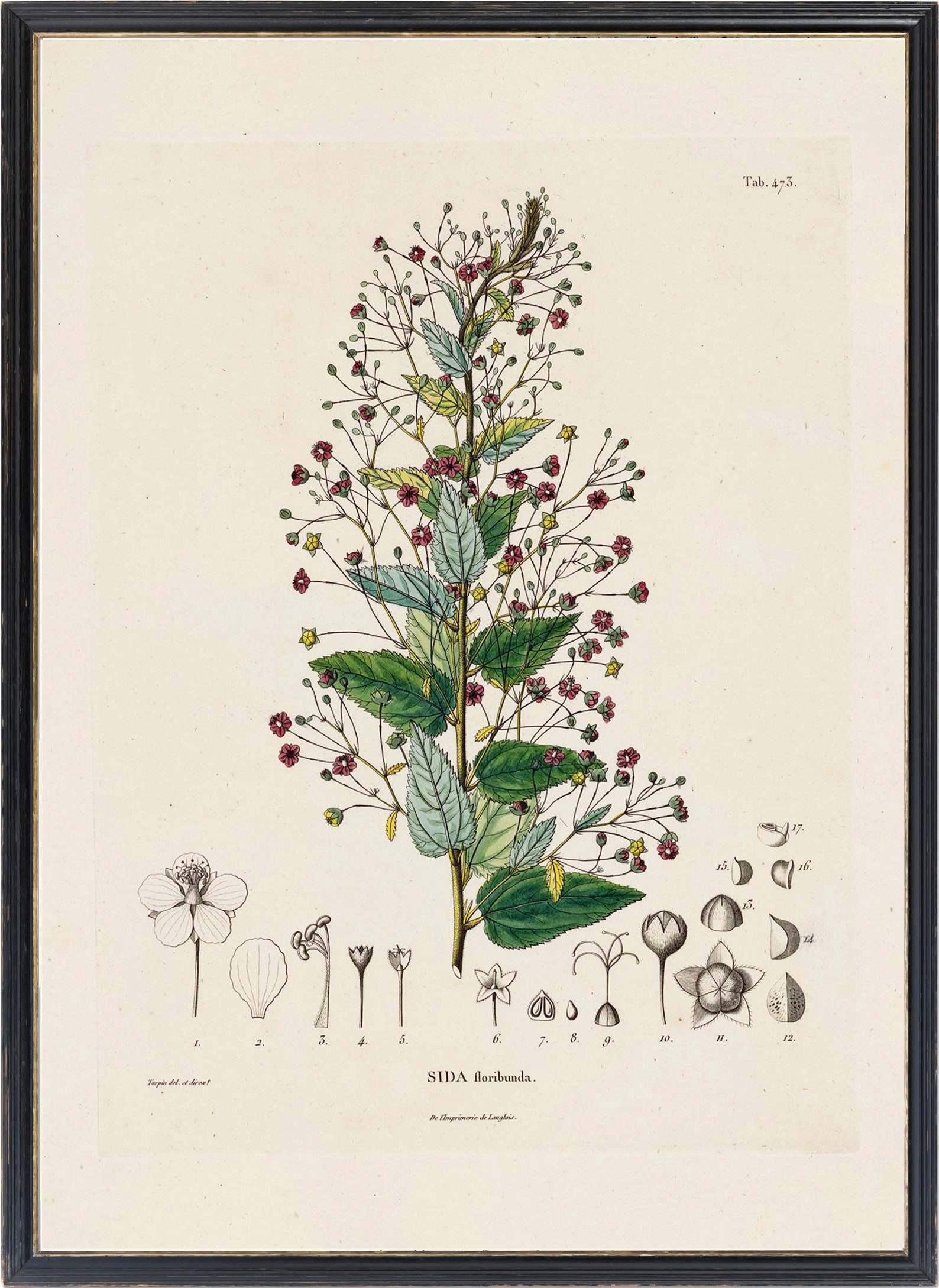 Botanical Studies 5x7 Set of 12 Printables, Antique French Plant ...