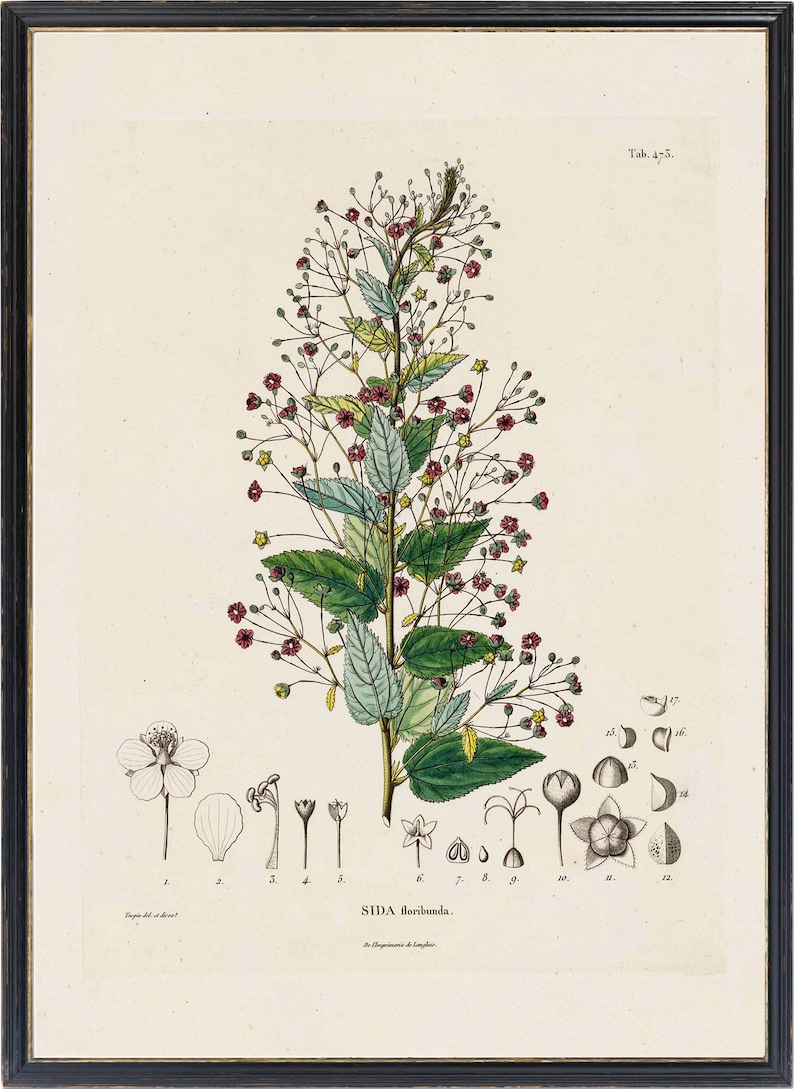 Botanical Studies 5x7 Set of 12 Printables Antique French | Etsy