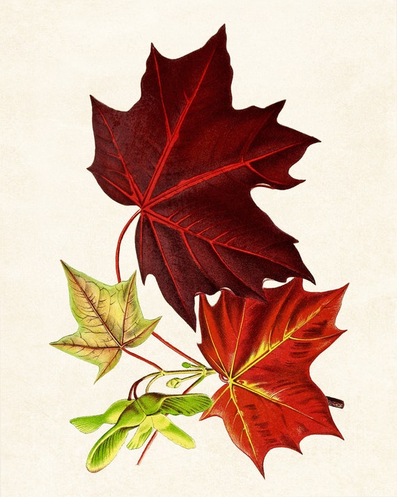 Maple Tree Leaves Drawing