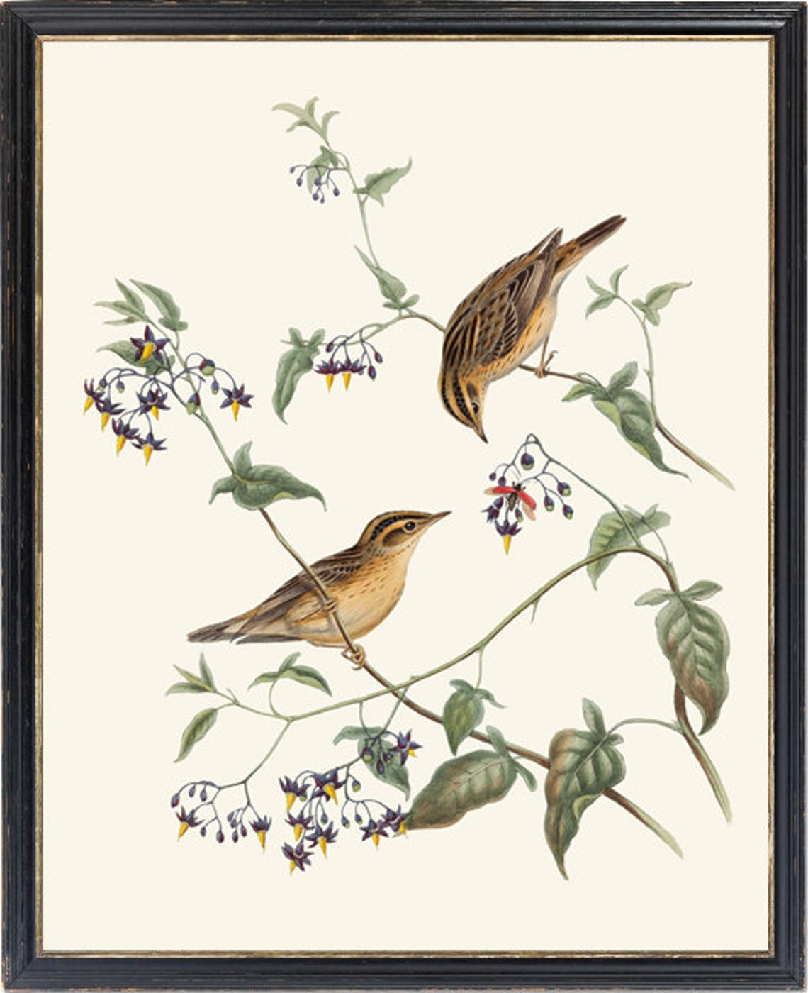 Warbler Birds Digital Print, 'aquatic Warblers' Vintage Illustration ...