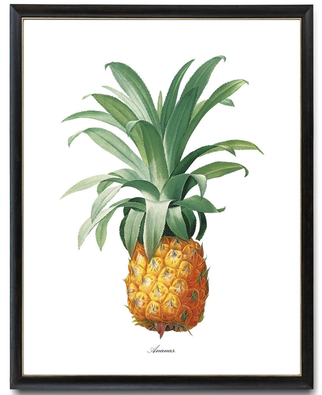 Pineapple Botanical Digital Download, P.J. Redoute Art 'ananas ...