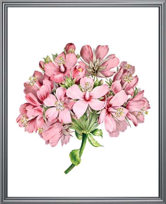 Pink Flowers Printable 'Pinkball' Tropical Hydrangea | Etsy