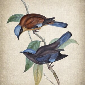 Antique Bird Art, Printable Purple Cochoa Birds Illustration, Nature ...
