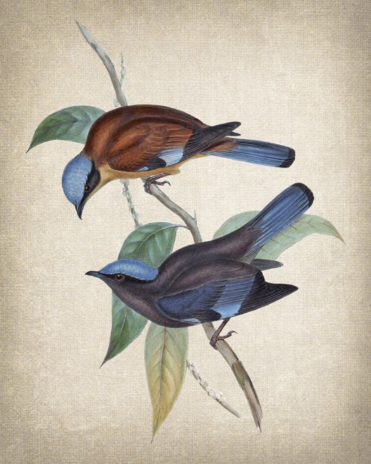 Antique Bird Art, Printable Purple Cochoa Birds Illustration, Nature ...