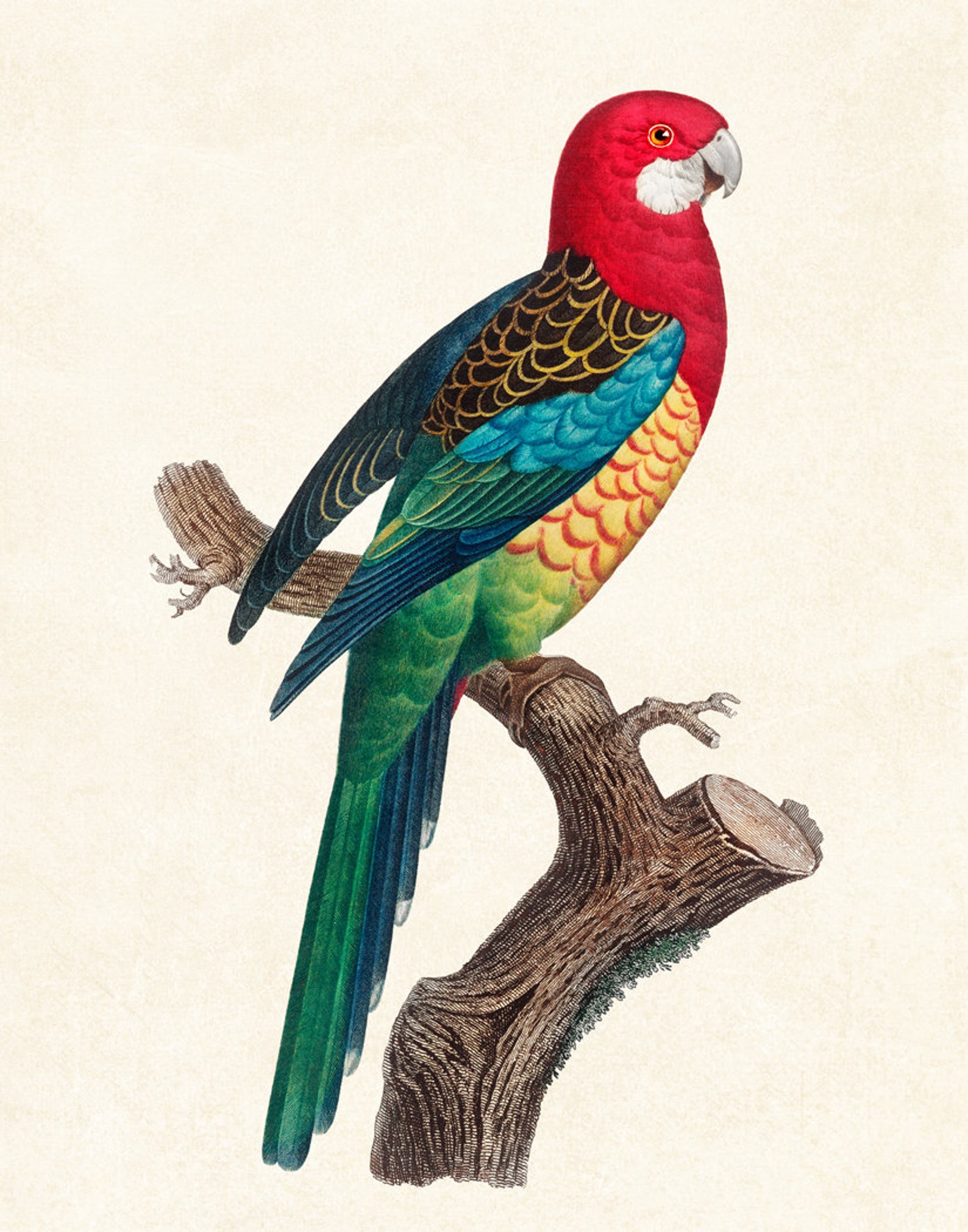 Parrot Art Printable 'eastern Rosella' Parrot Vintage - Etsy
