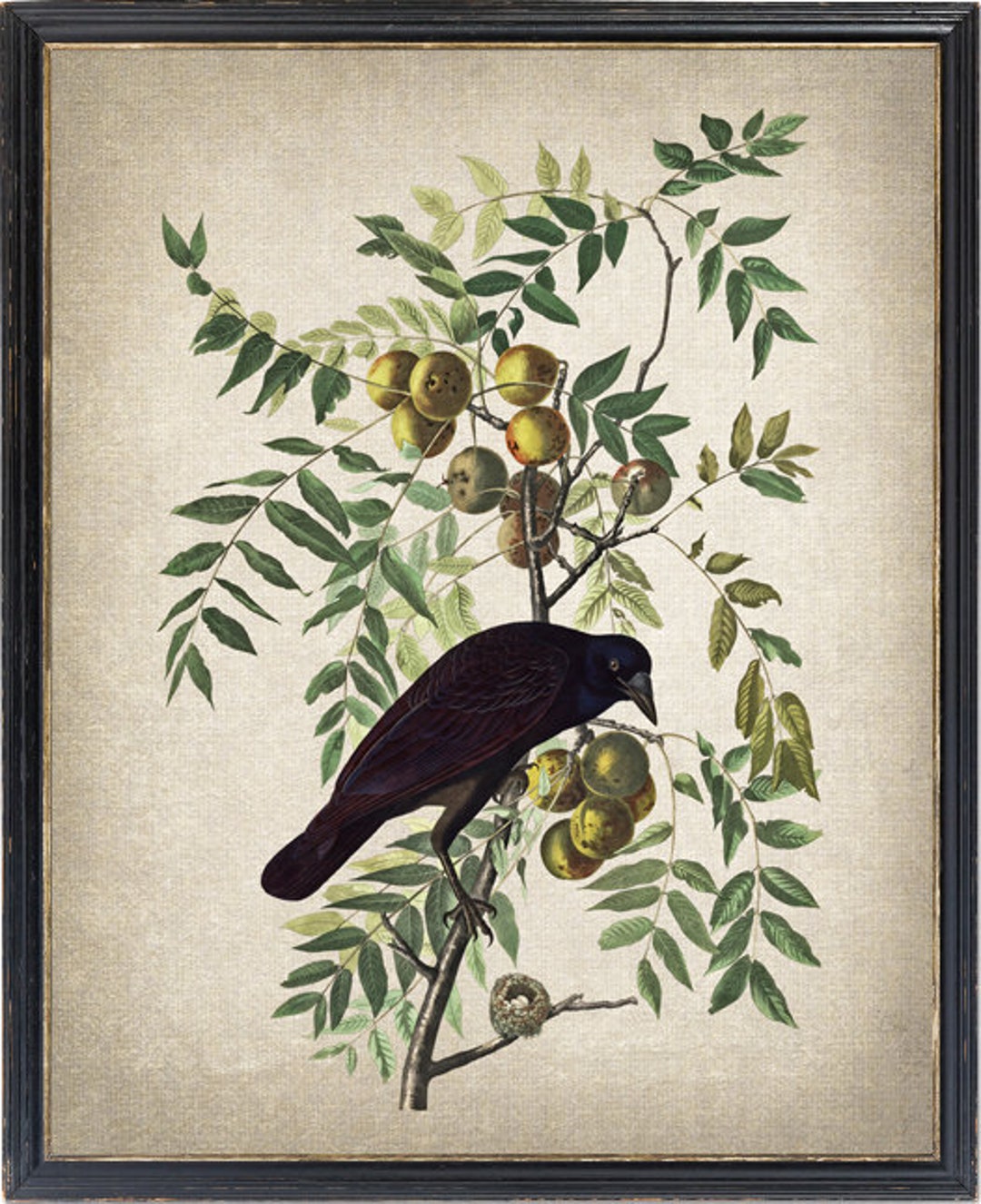 American Crow Printable, Vintage Bird Botanical Illustration, Instant ...