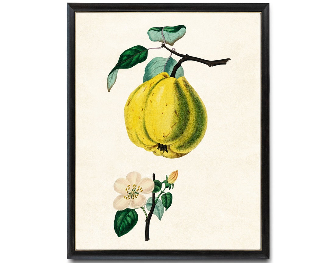 Digital Download 8x10 Art Print / Quince Plant Vintage Botanical ...