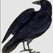 Vintage Bird Clipart Instant Download, Raven Natural History ...