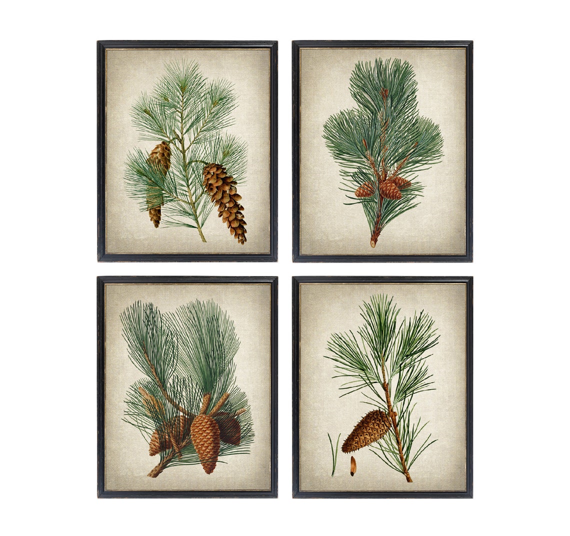 Pine Plant Set of 4 Printables, Vintage Illustrations, Evergreen Pine ...