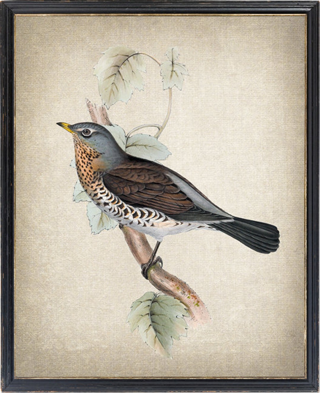 Print up to 24x30 Inches Bird Printable, 'fieldfare' Thrush Antique ...