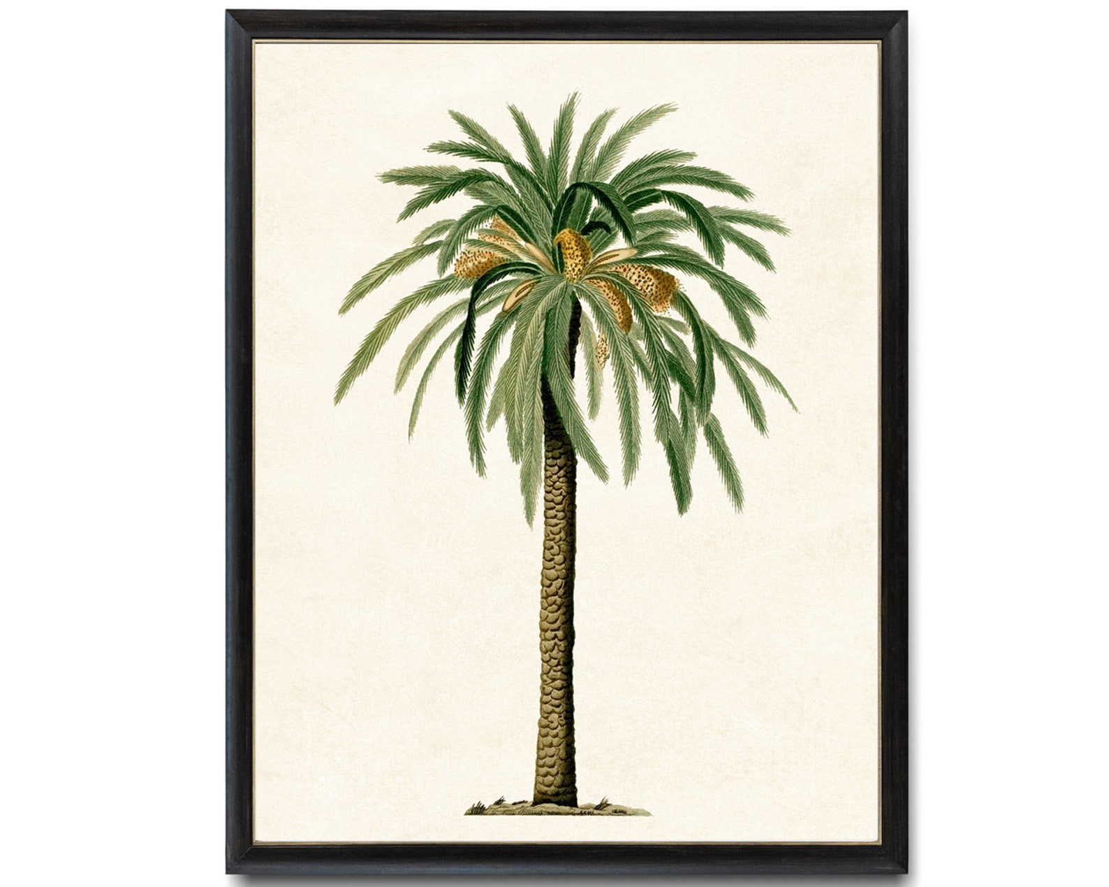 Palm Tree Download, Date Palm Vintage Illustration, Botanical Wall Art ...