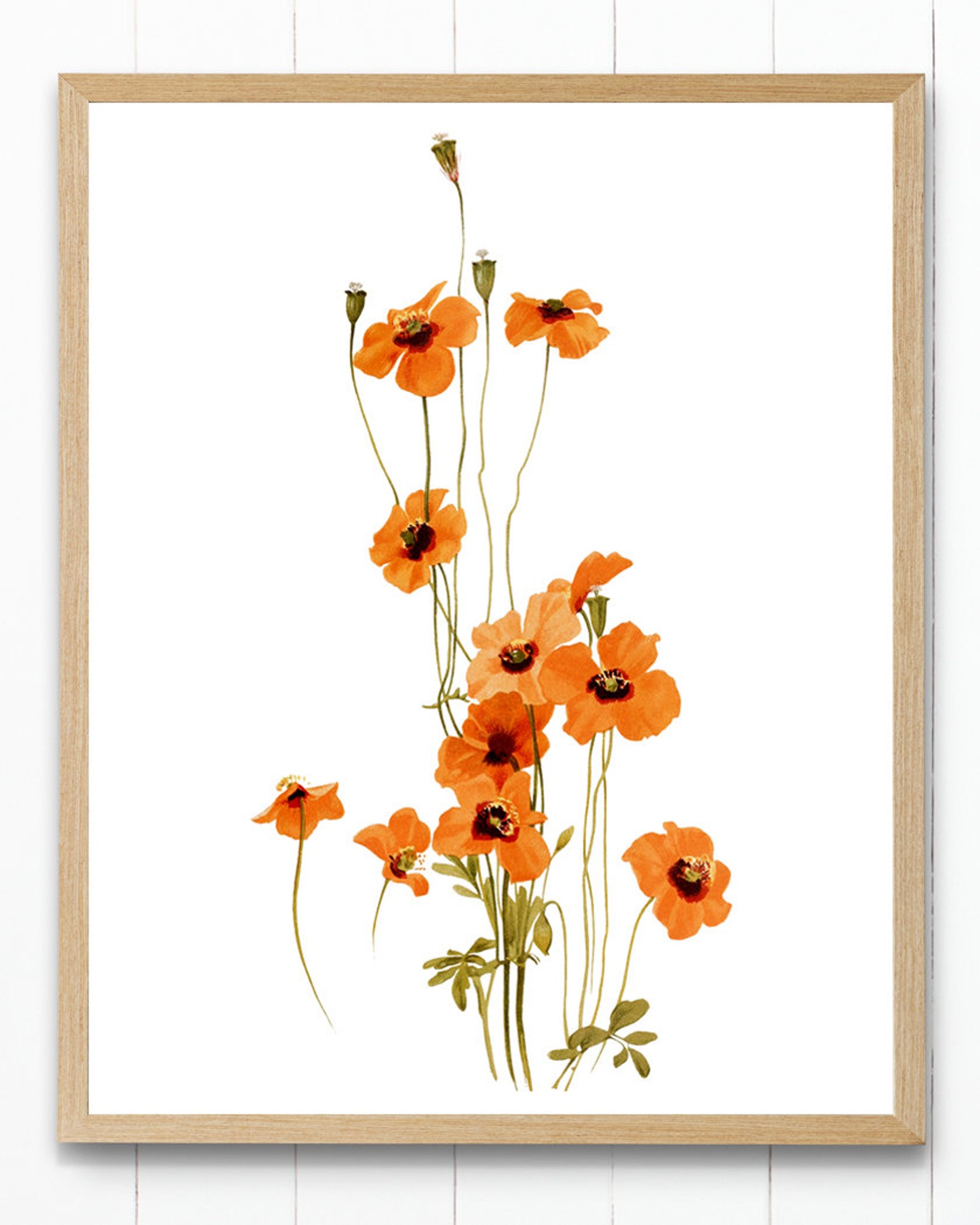 Orange Poppy Flowers Printable, Wind Poppies Vintage Illustration ...