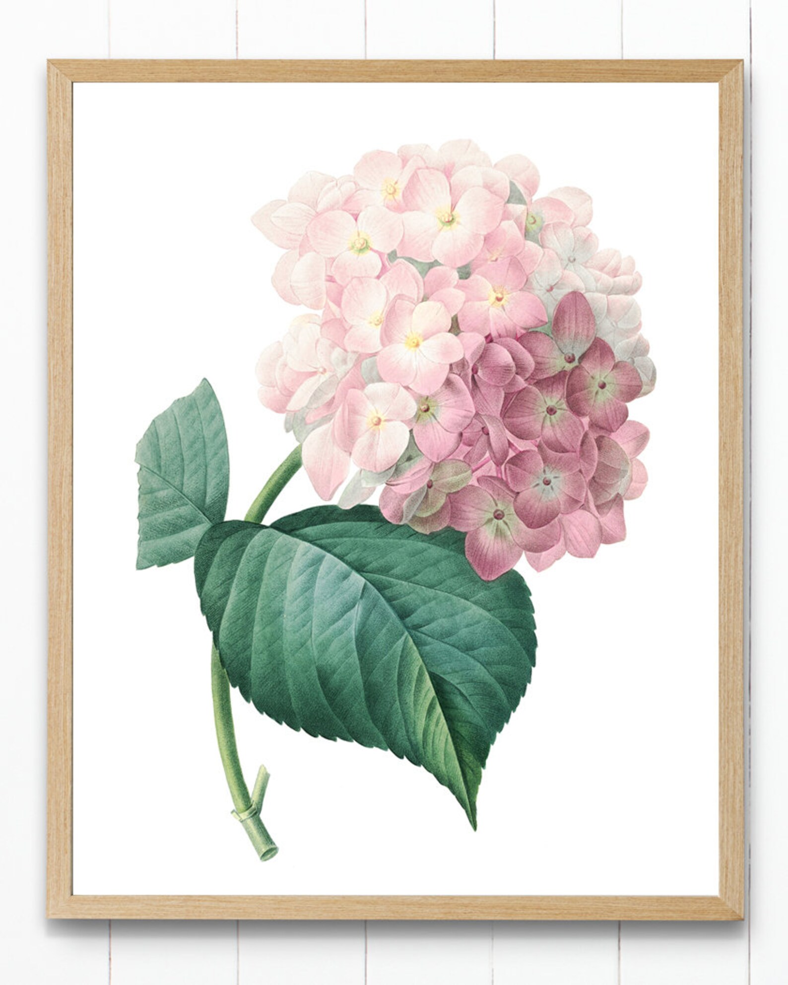 Pink Hydrangea Printable Vintage Flower Illustration | Etsy