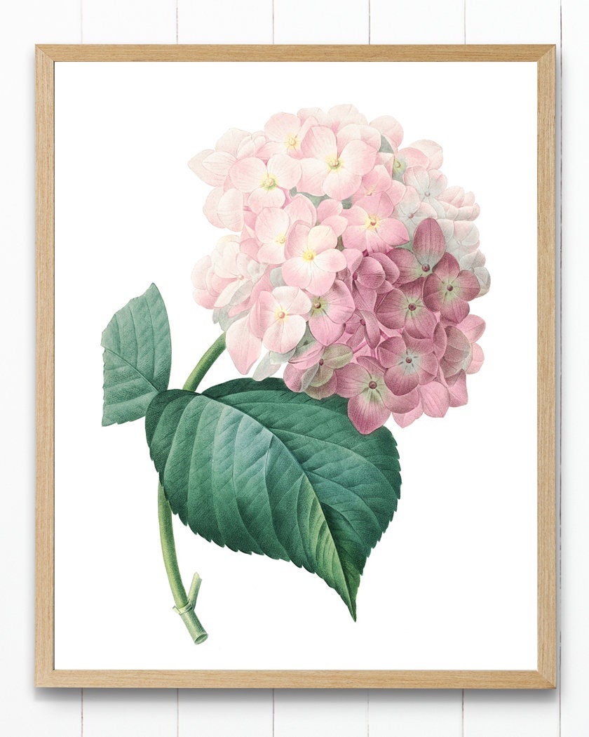 Pink Hydrangea Printable Vintage Flower Illustration | Etsy