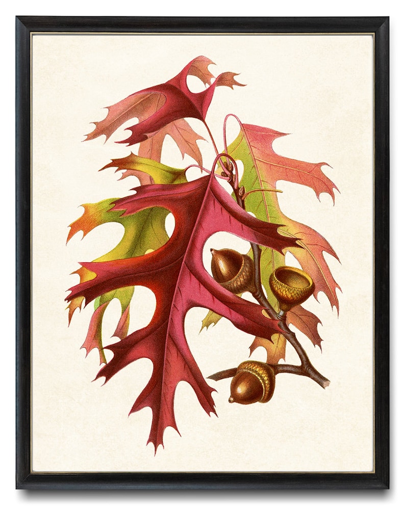 Print up to 24x30 Inches Autumn Leaves and Acorns Digital Print ...