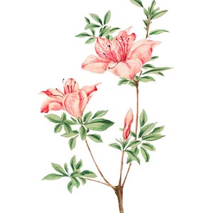 Pink Japanese Art Flowers, Digital Download, Antique Floral ...