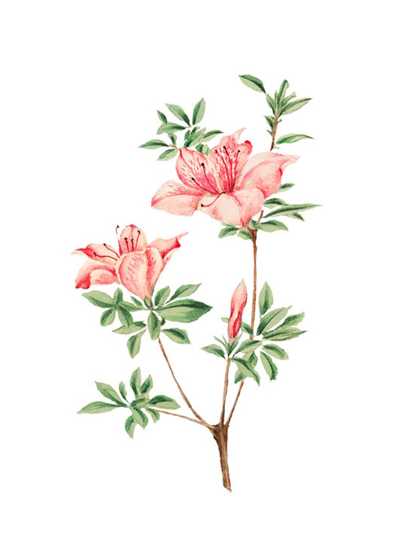 Pink Japanese Art Flowers Digital Download Antique Floral - Etsy