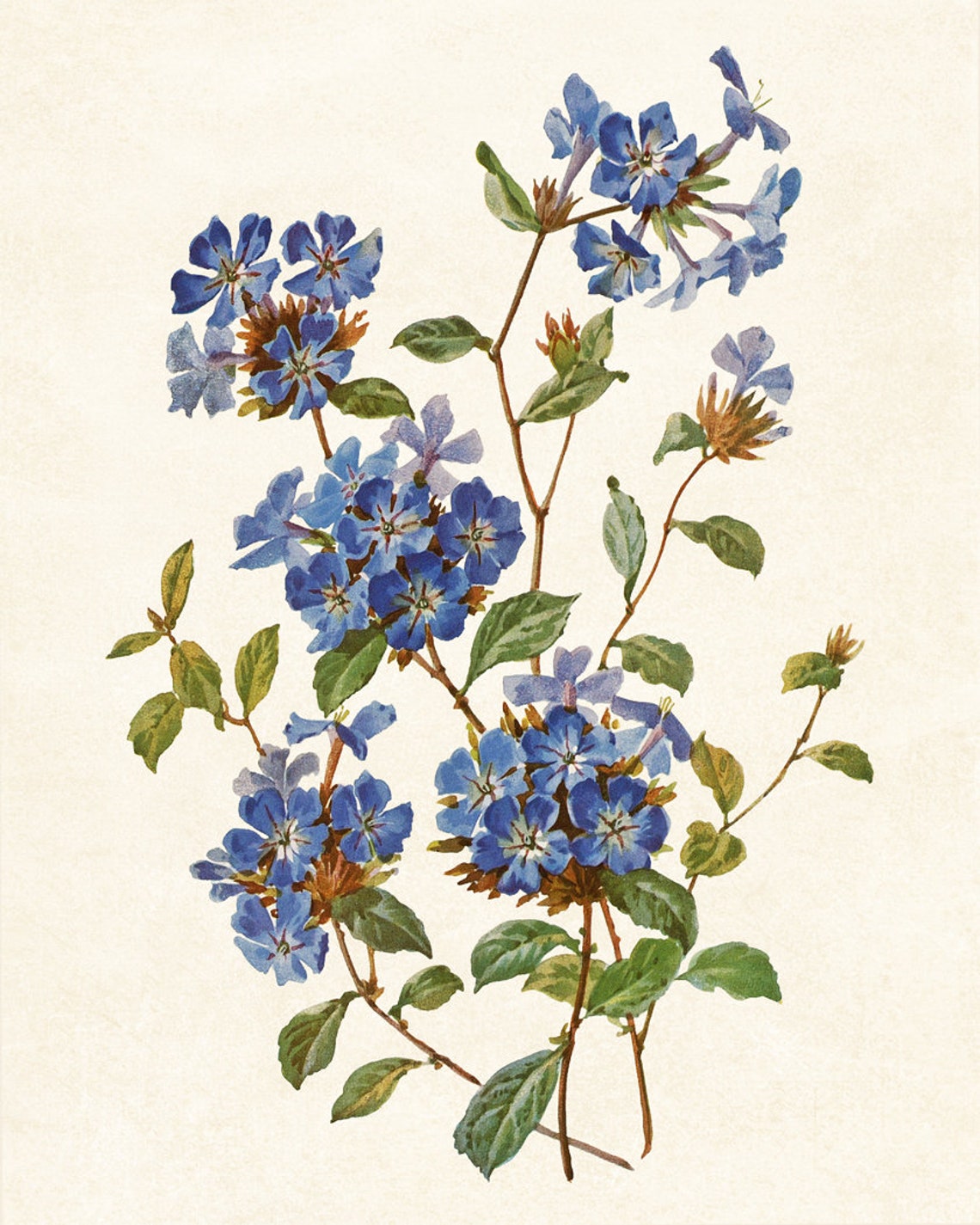 Blue Flowers Printable Vintage Watercolor Illustration - Etsy