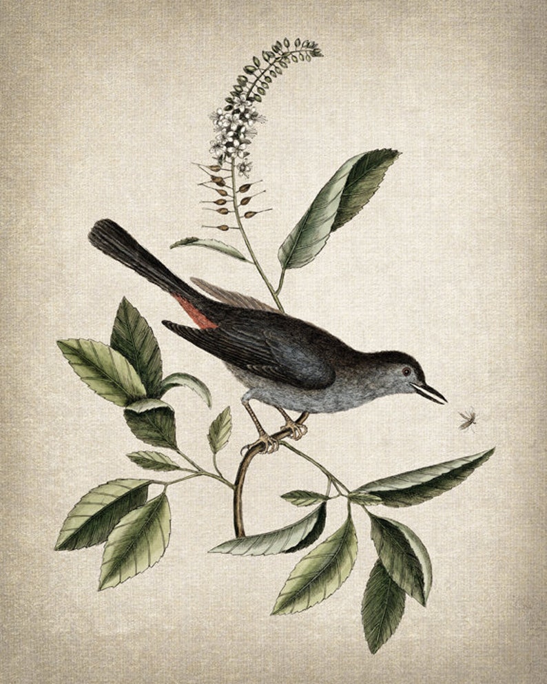 Set of 12 Vintage Birds Printable Art Vintage Mark Catesby - Etsy