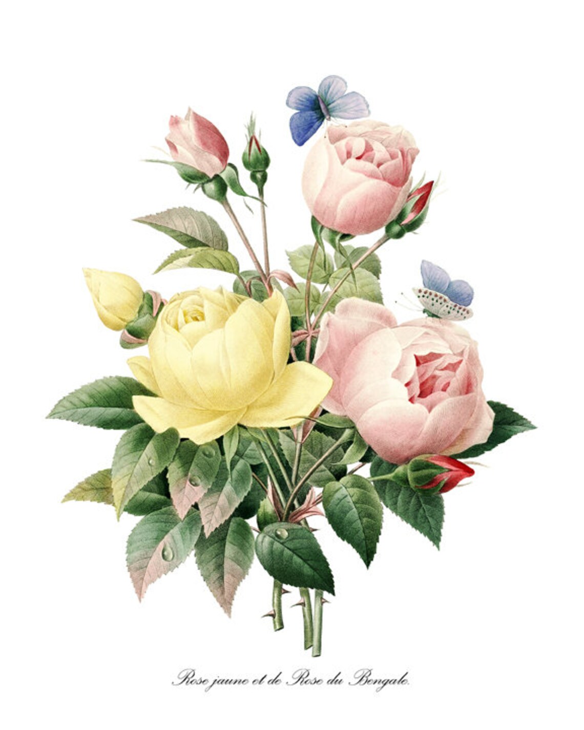 P.J. Redoute Art Roses Set of 4 Printable Vintage Rose | Etsy