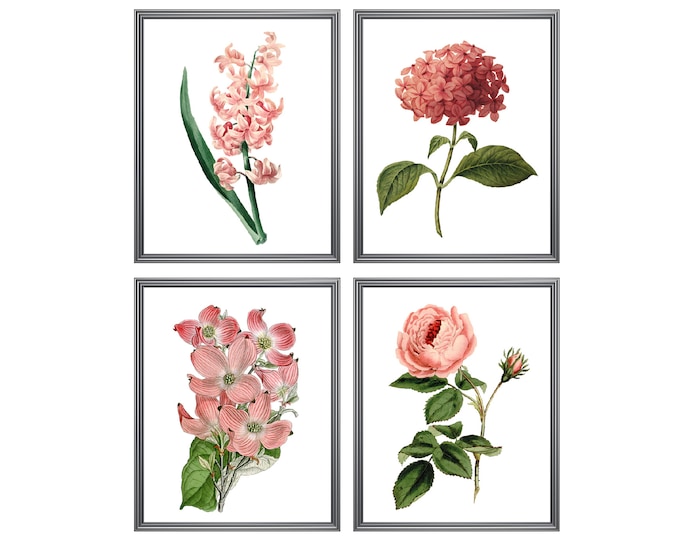 Set of 4 Pink Flower Printables, Antique Illustrations, Botanical Wall ...