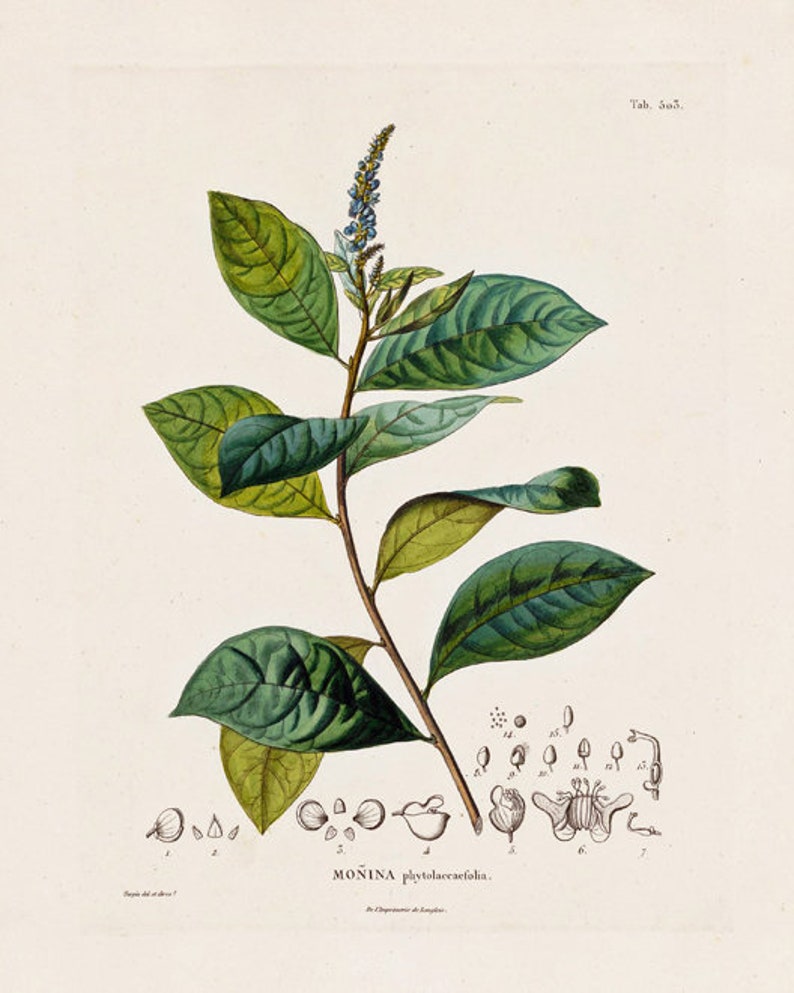 Botanical Studies Set of 12 8x10 Printables Antique French - Etsy