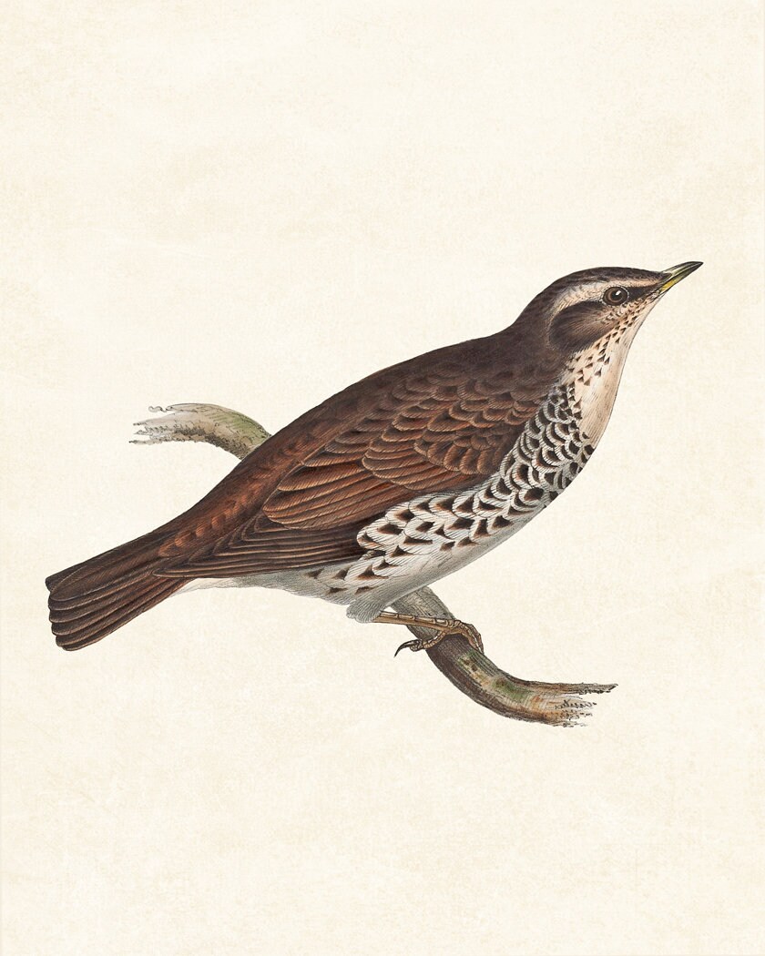 Print up to 24x30 Inches, Vintage Bird Printable, 'naumann's Thrush ...
