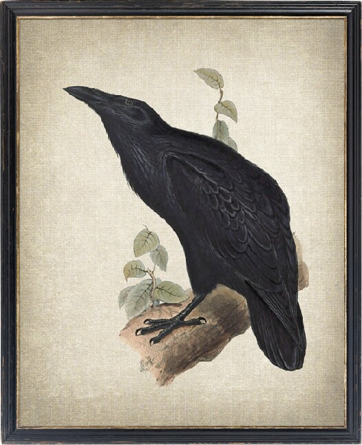 Gothic Raven Printable, Vintage Bird Illustration, Digital Wall Art ...