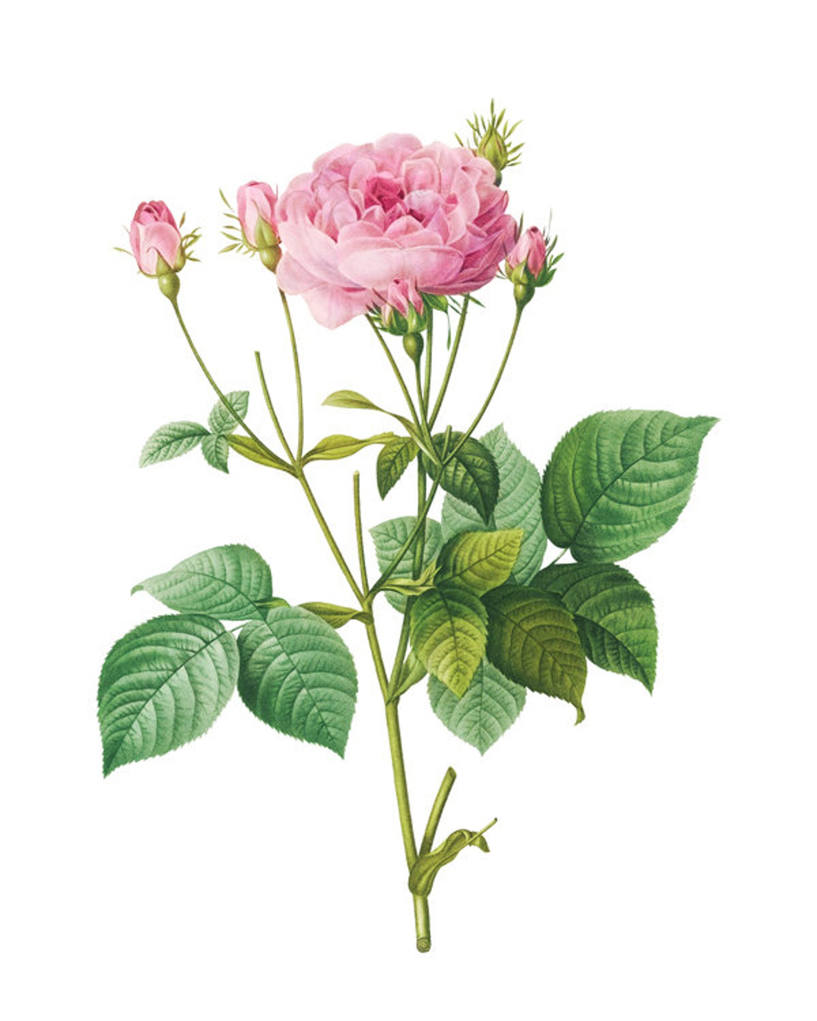 P.J. Redoute Art Rose Set of 12 8x10 Printables Vintage - Etsy