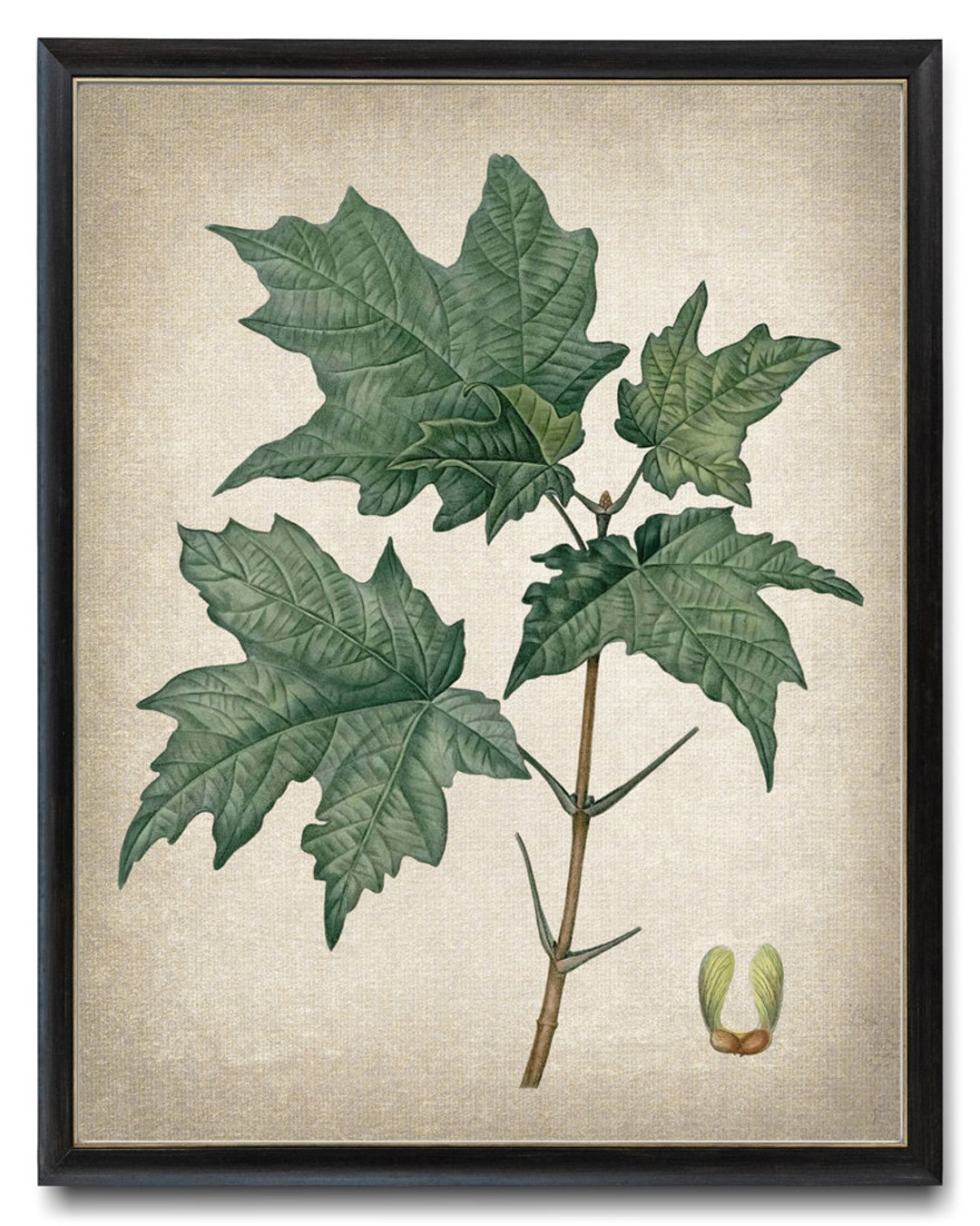 Print up to 24x30 Inches Silver Maple Digital Print, Antique Plant ...