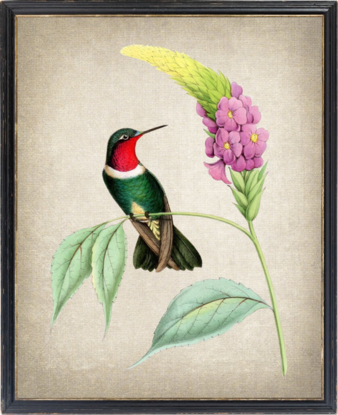 Bird and Botanical Art Print, Merida Sun Angel Hummingbird Vintage ...