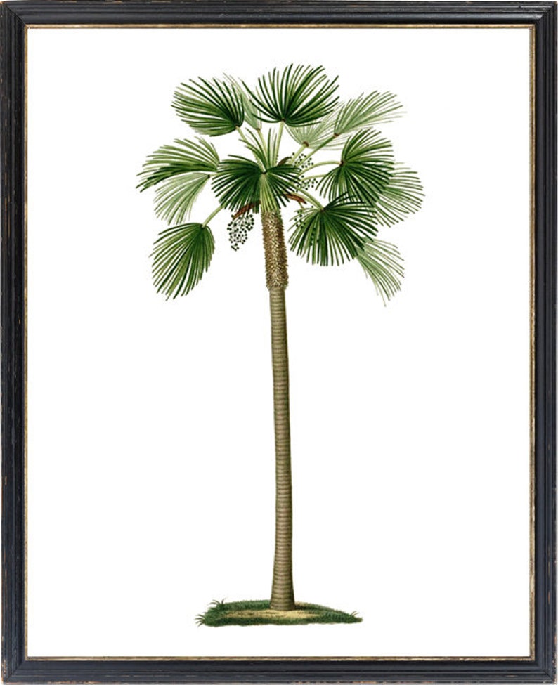 Fan Palm Printable Palm Tree Vintage Illustration Botanical | Etsy