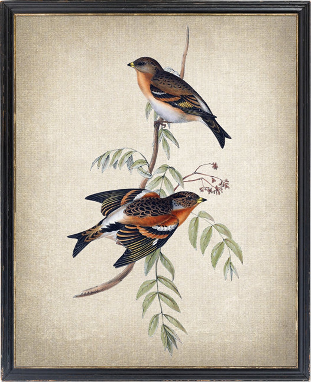 Bramble Finch Printable, Vintage Illustration, Bird Botanical Wall Art ...