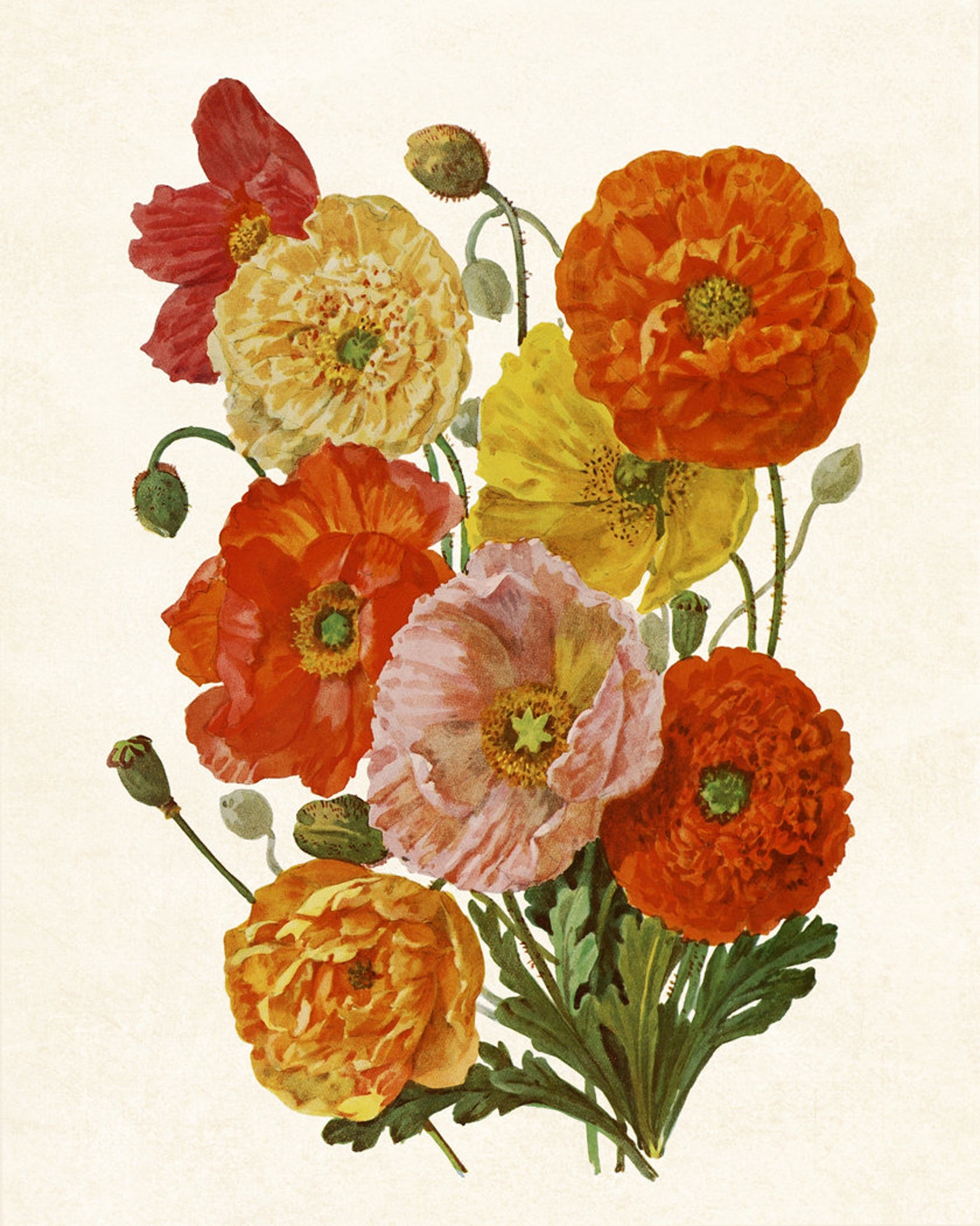 Poppy Flower Art Print, Vintage Poppies Watercolor Illustration ...