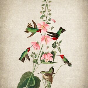 Columbian Hummingbirds Print, Pink Flowers & Birds Antique Illustration ...