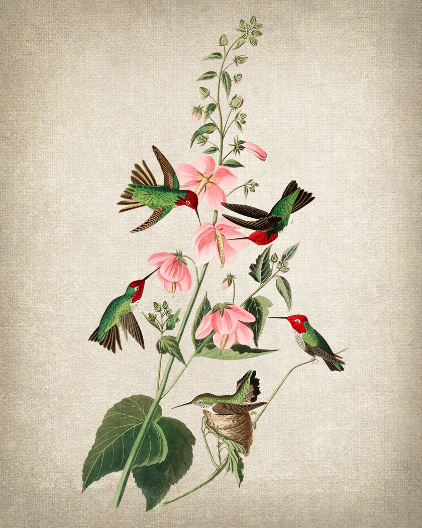 Columbian Hummingbirds Print, Pink Flowers & Birds Antique Illustration ...
