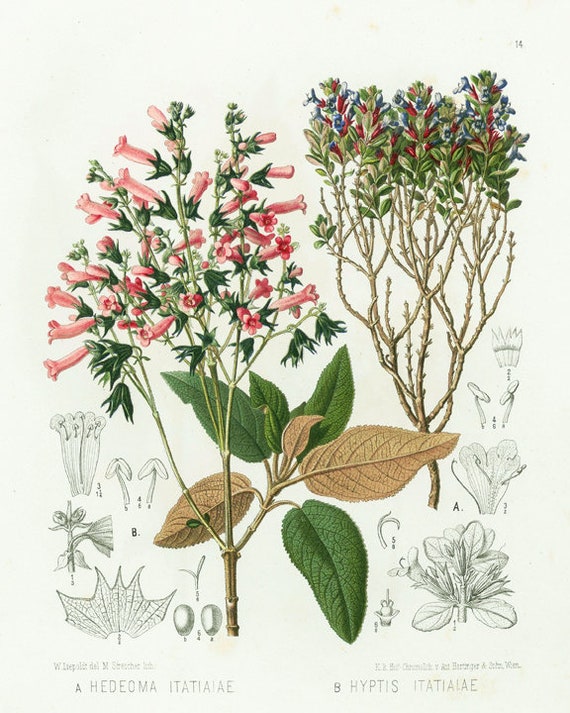 Scientific Plant Drawings