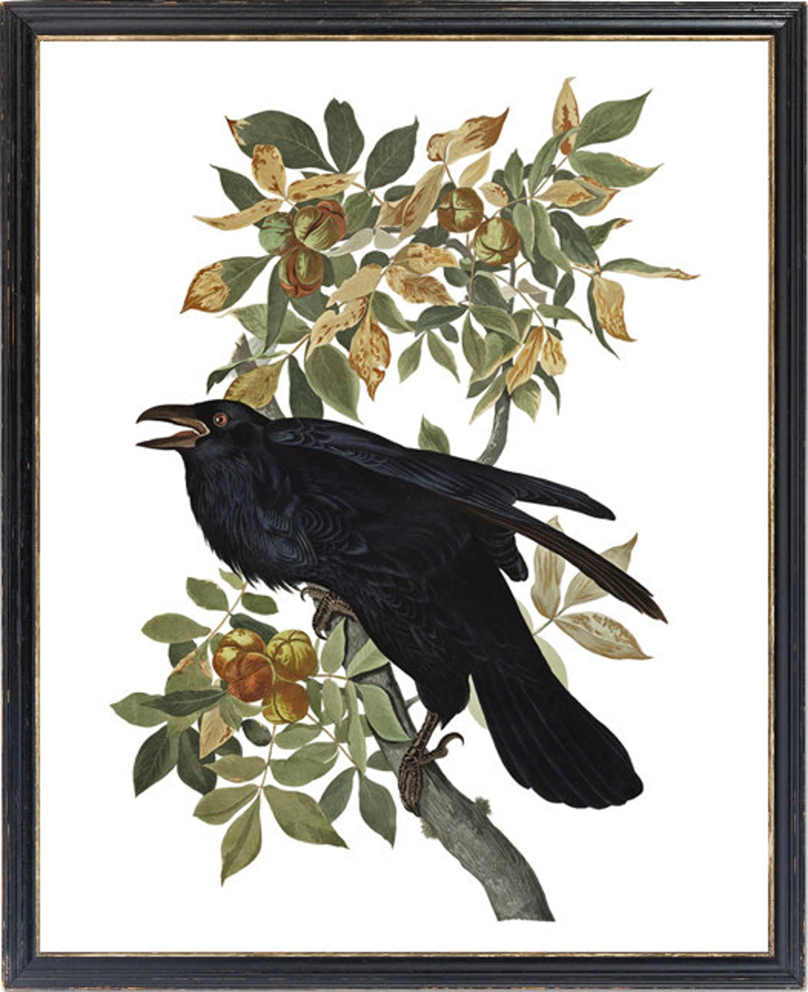Raven Print Audubon Bird Antique Illustration Printable Wall - Etsy