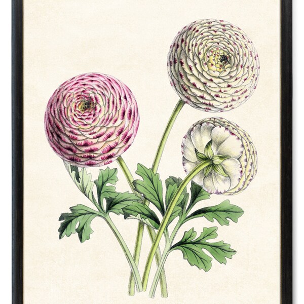 Ranunculus Art - Etsy