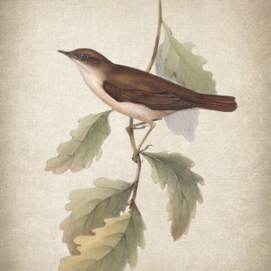 Nightingale Bird Digital Print, Vintage Illustration, Printable Bird ...