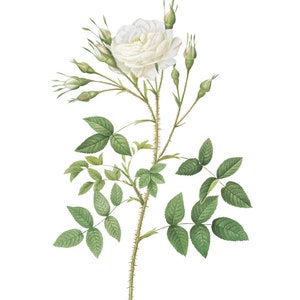 White Roses Set of 4 Digital Download, Vintage Rose Illustrations ...
