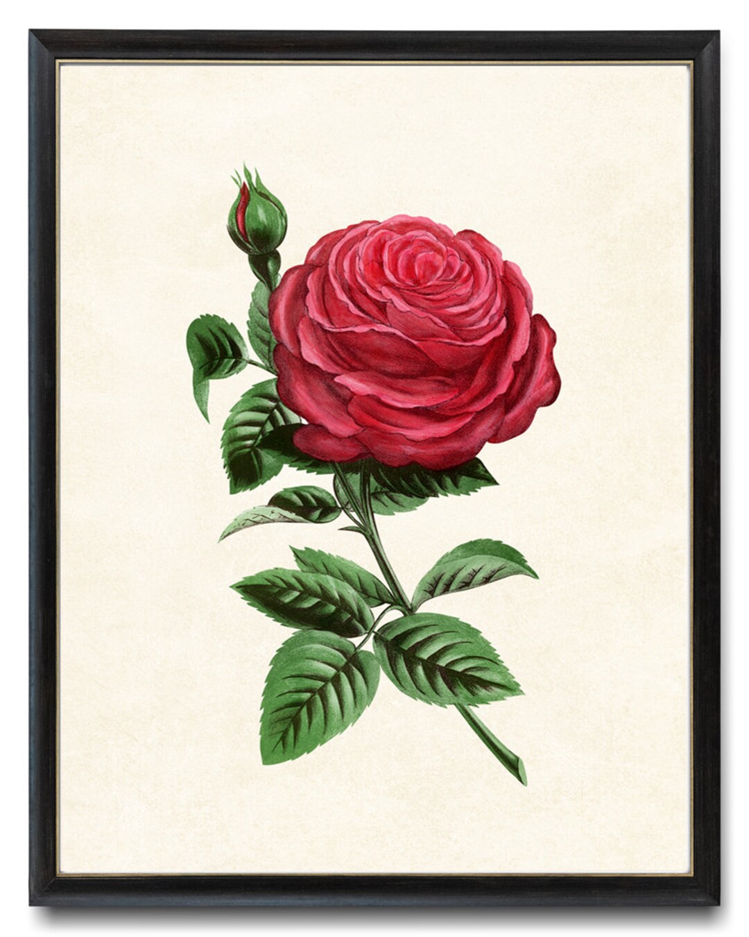 Red French Rose Printable Art, Vintage Illustration, Digital Botanical ...