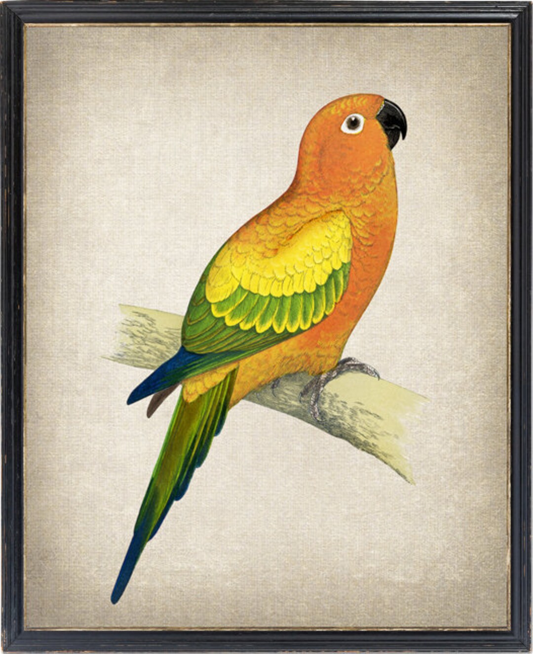 Sun Parakeet Digital Art Print, Vintage Parrot Illustration, Tropical ...