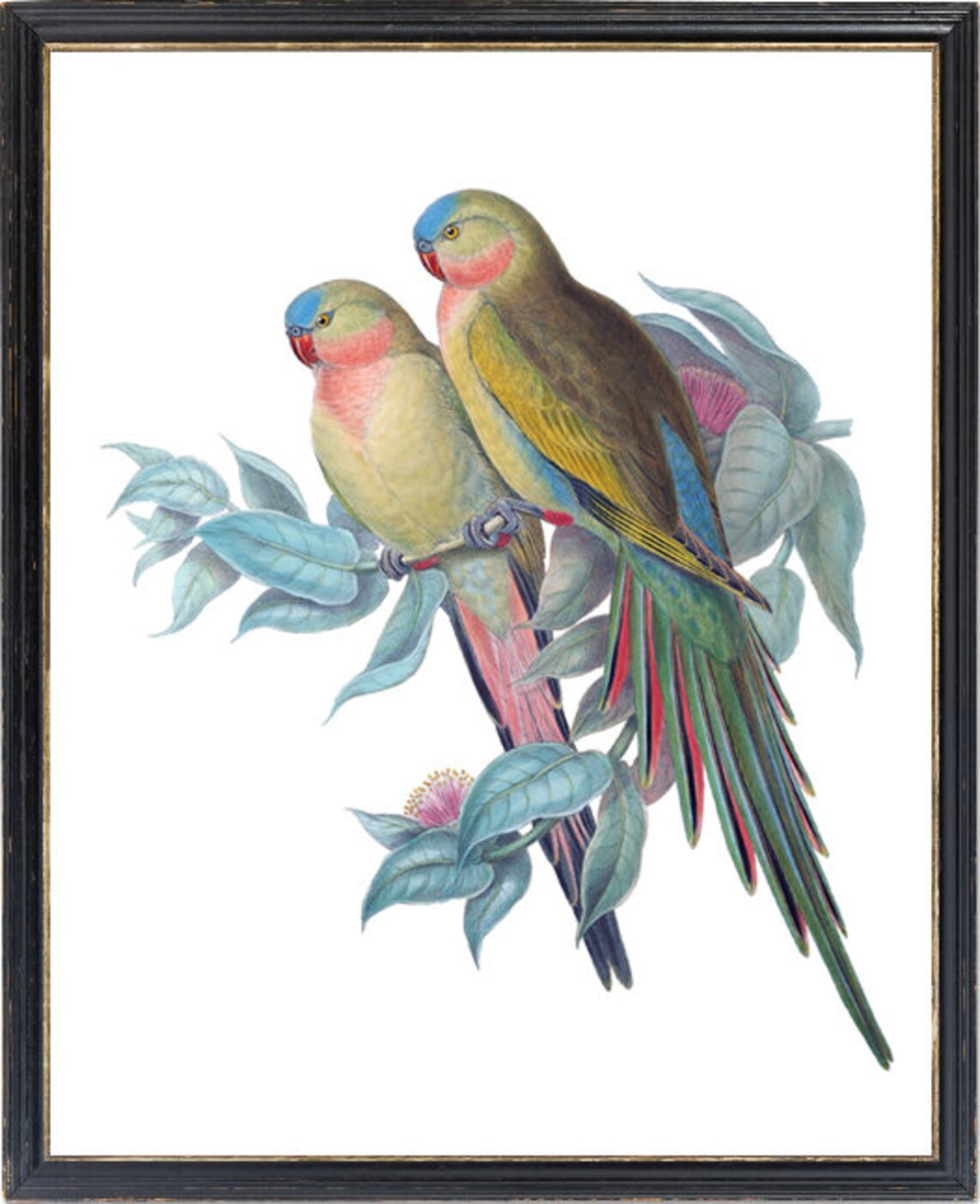 NEW 16x20 Princess Parrots Printable Vintage Parrot - Etsy