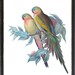 Princess Parrots Printable, Vintage Parrot Illustration, Pastel ...