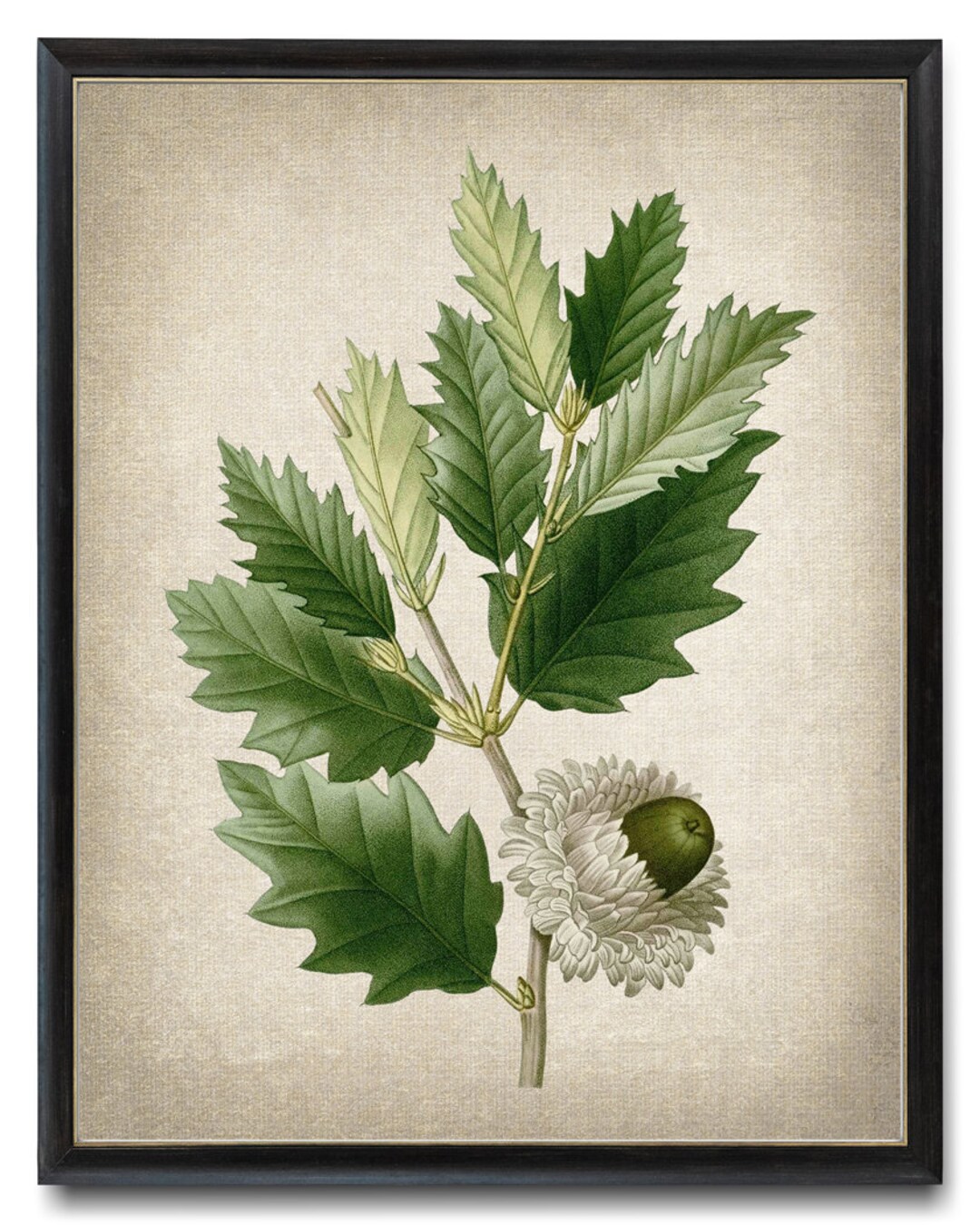 Print up to 24x30 Inches Oak Plant Digital Print, 'valonia Oak' Acorn ...