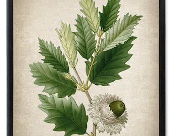 Oak Seedling Illustration, Digital - Etsy