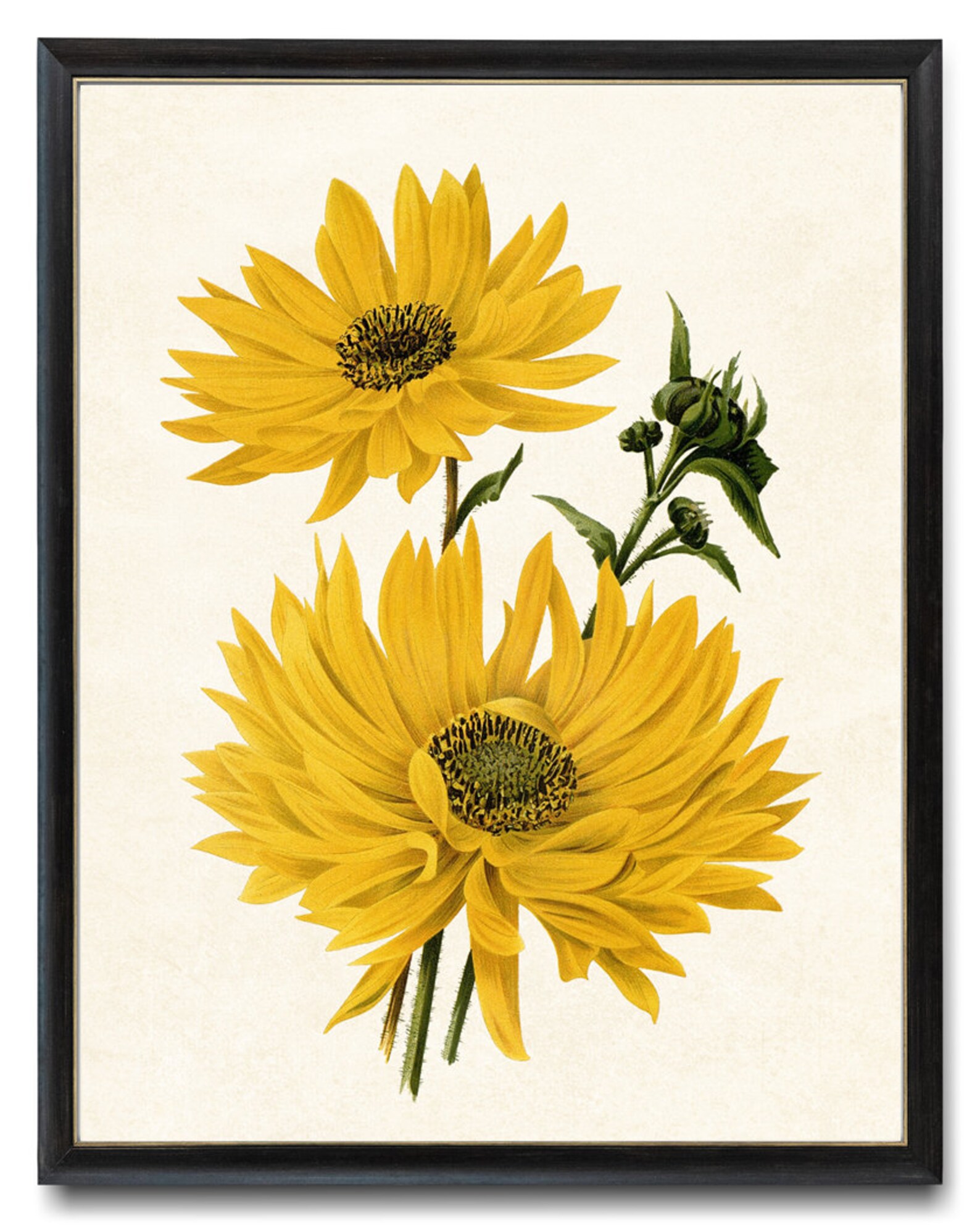 Yellow Flowers Printable Vintage Illustration Yellow Flowers - Etsy