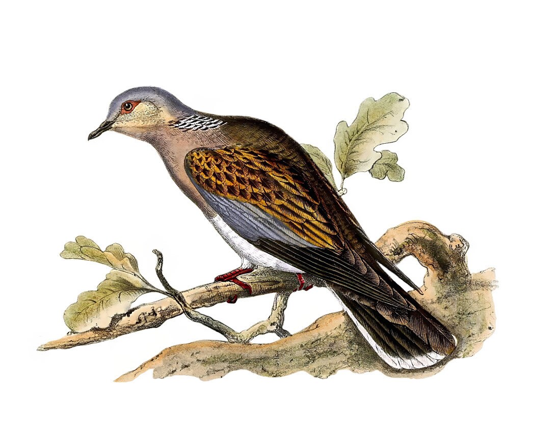 Turtle Dove Digital Print, Vintage Natural History Illustration ...
